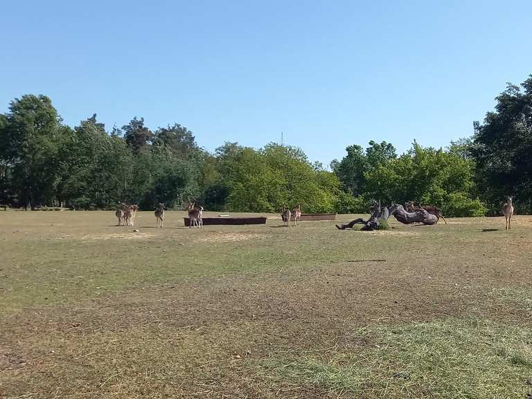Dubener Kuckuck : Radtouren und Radwege | komoot