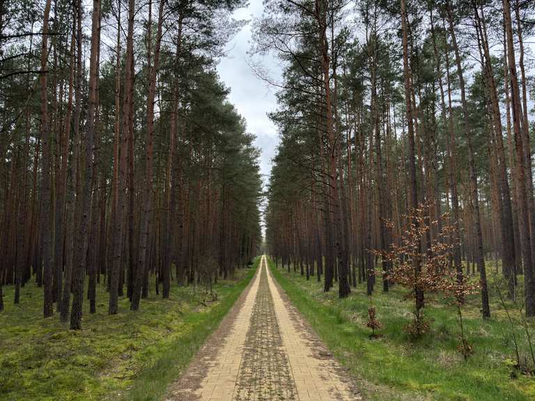 Magnifique piste cyclable à travers la forêt de Bad Wilsnack à ...