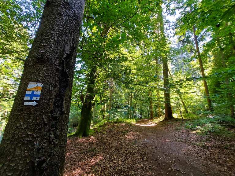 Singletrail Rand sopra Burgthann: percorsi e itinerari MTB | Komoot
