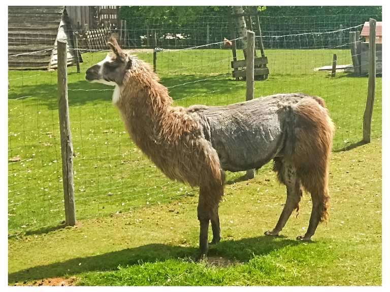 Alpacas, pot-bellied pigs, ducks and chickens - Cycle Routes and Map ...
