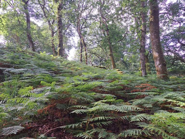 Cynfal Falls (Rhaeadr Cynfal) Routes for Walking and Hiking | Komoot