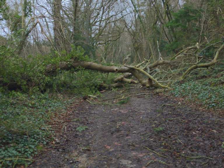 Angmering woods – Bluebells everywhere Loop from West Worthing ...