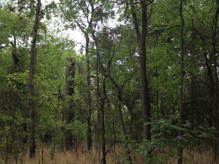 Pilot Knoll Trail - Routes for Walking and Hiking | Komoot