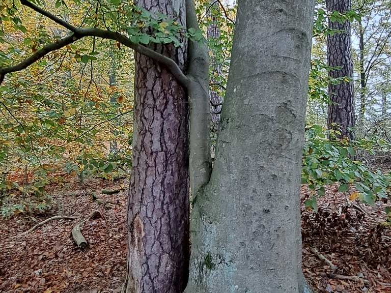 Buche Oder Kiefer