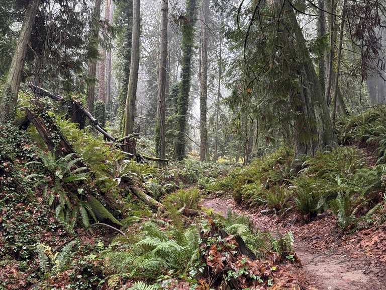 Fairy Dell lookout and Battle Point Park loop — Bainbridge Island ...