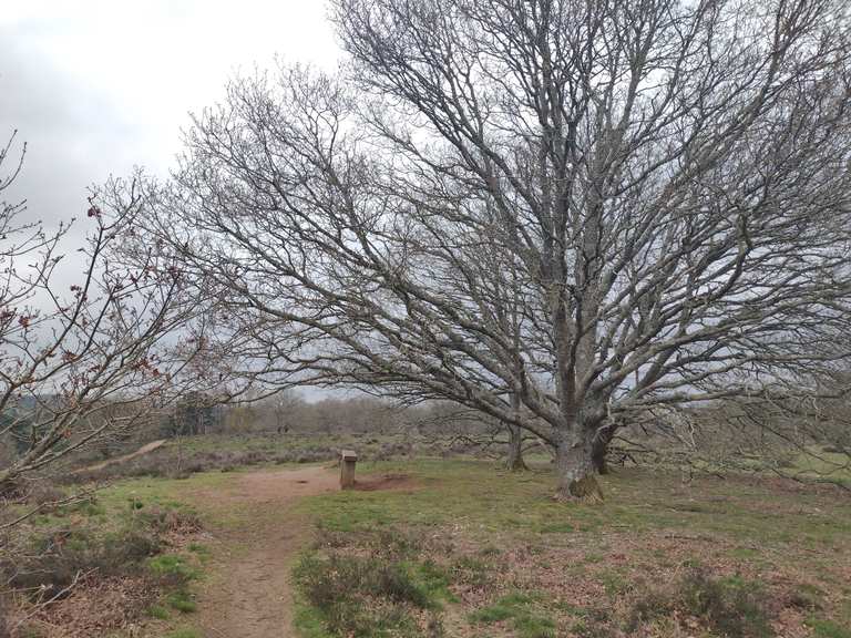 Puttenham Common Nature Reserve: Wanderungen und Rundwege | komoot