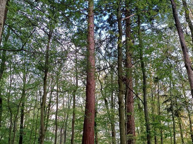 Oberförster Brehm Hut Giant Sequoias – Routes & How to Get There | Komoot