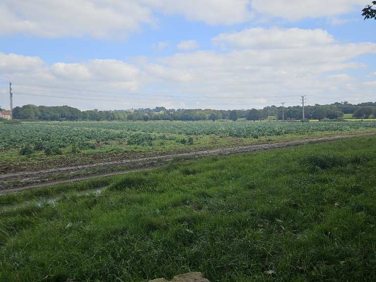 Windmill Trail Tree-Lined Path – Halnaker Windmill loop from Boxgrove ...