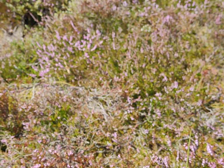 View of Ålvand Klithede from Observation Tower - Cycle Routes and Map ...