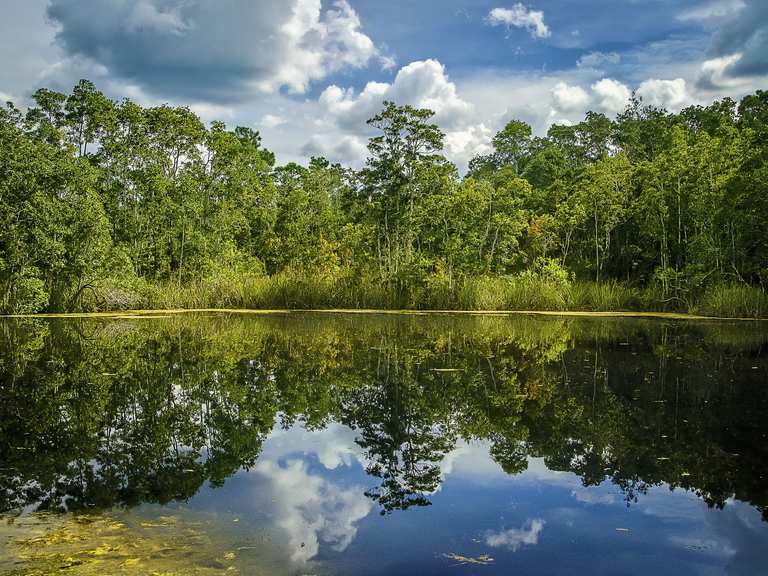 Florida Trail — Citrus Wildlife Management Area | Wanderung | Komoot