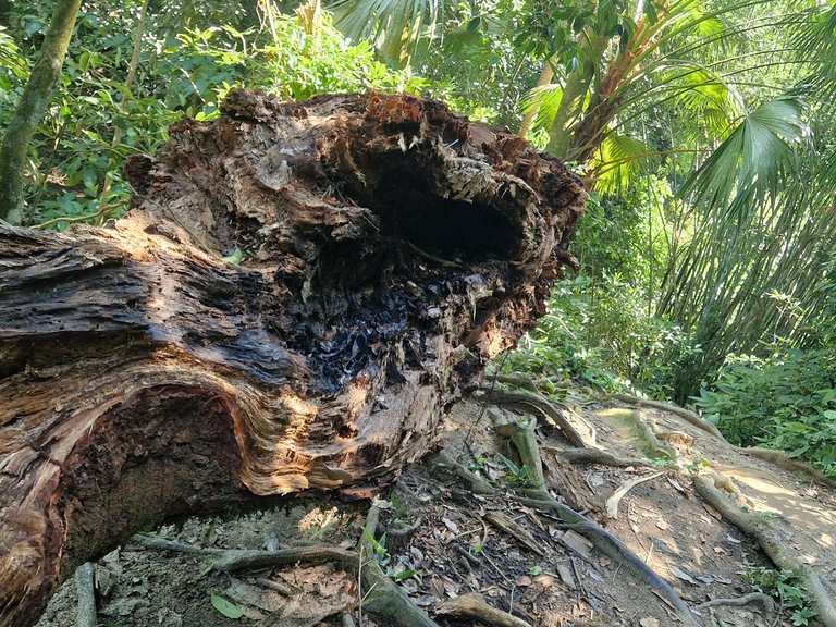 Desde Vila do Abraão hasta Praia de Lopes Mendes — ida y vuelta ...