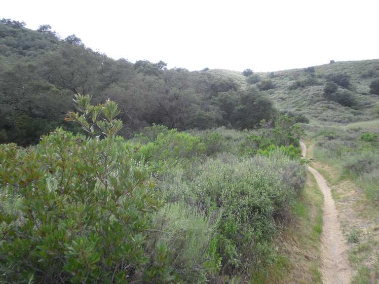 Vista Point loop from Live Oak Trail — O'Neill Regional Park | run | Komoot