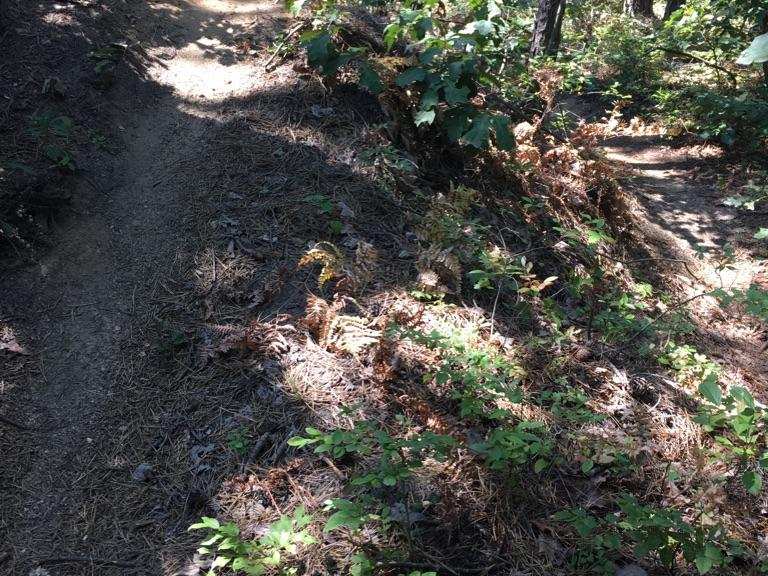 Edgewood Oak Brush Plains Preserve - Routes and Map | Komoot