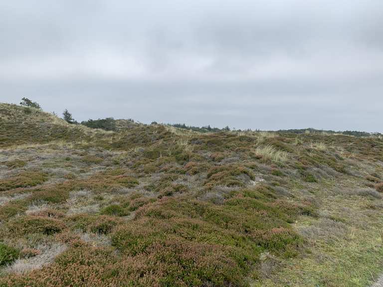 Thatched houses & Danish heath - Cycle Routes and Map | Komoot