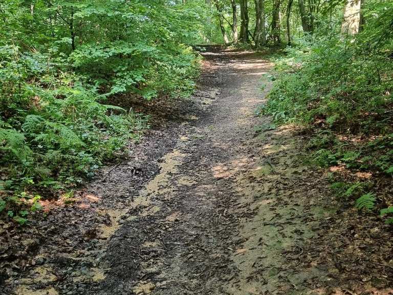 Bella strada forestale in salita: percorsi escursionistici e trekking ...