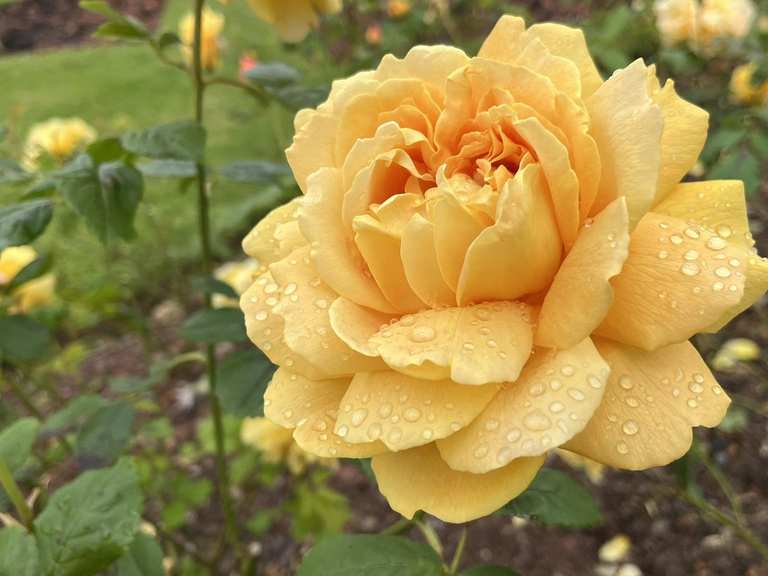 Cockington Court Rosengarten: Wanderungen und Rundwege | komoot