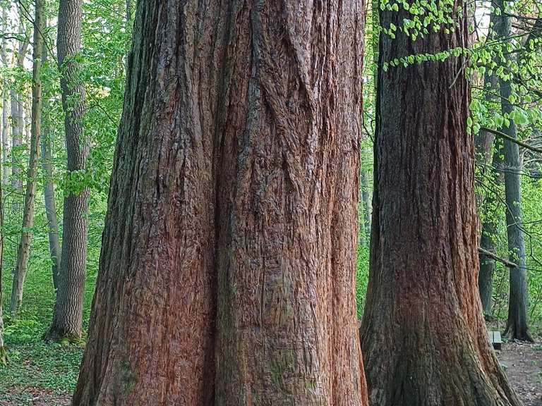 Oberförster Brehm Hut Giant Sequoias – Routes & How to Get There | Komoot