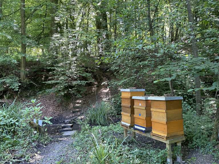 Ruches au passage du ruisseau d’Asselborn – Itinéraires vélo & Comment ...