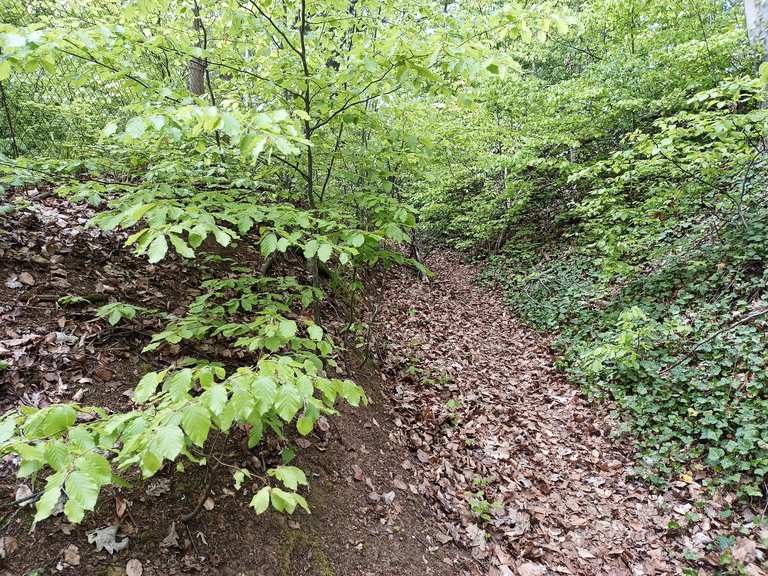 Singletrail Rand sopra Burgthann: percorsi e itinerari MTB | Komoot