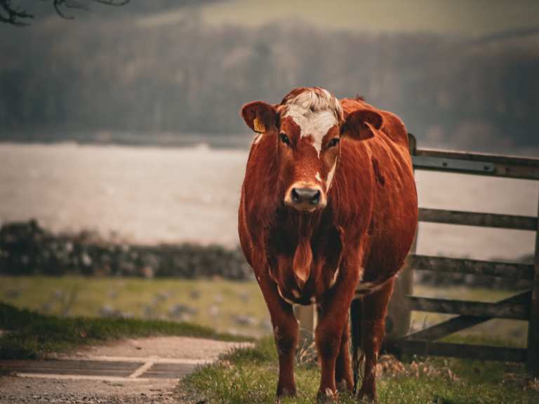 Auchencairn & Red Haven beach loop via Torr Wood | hike | Komoot