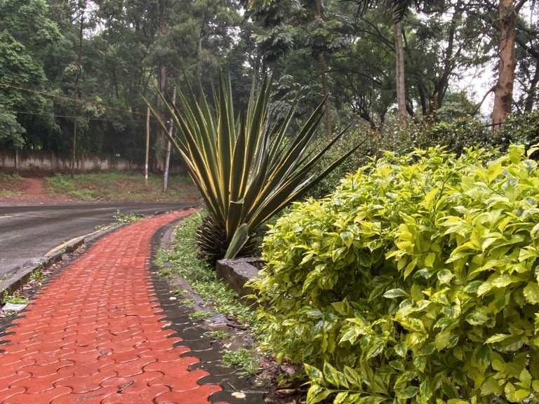 Nairobi Arboretum - Kenya, undefined | Course à pied - Incontournable ...