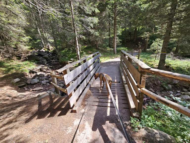 Spring in the Forest Routes for Walking and Hiking | Komoot