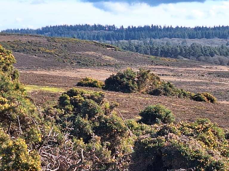 Northern Forest Circular — New Forest National Park | ride | Komoot