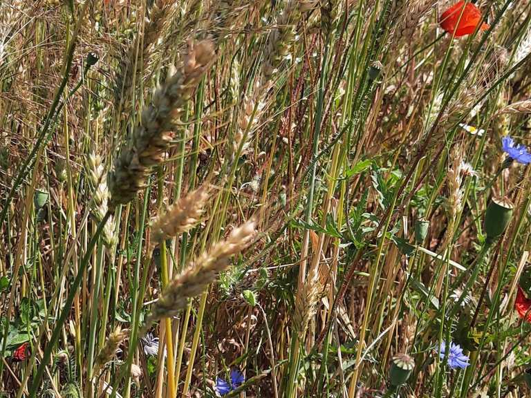 Champs de coquelicots sur l’Elbe près de Niederwartha - Itinéraires ...
