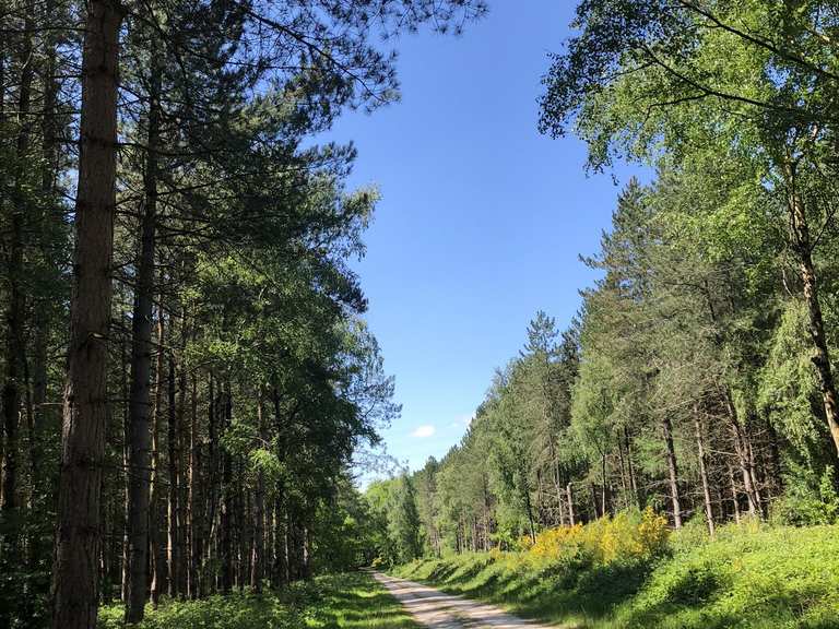 Sherwood Pines & Rufford Abbey loop from Mansfield | gravel ride | Komoot