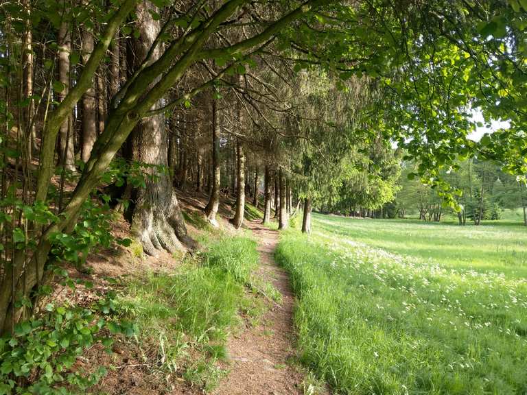 Forest trail - Mountain Bike Trails & Tracks | Komoot