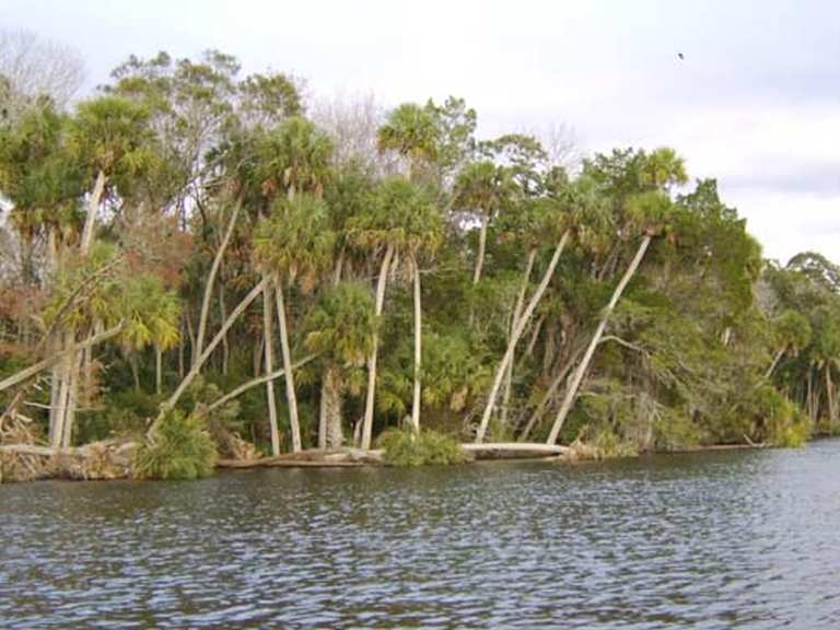 Hog Pond loop — Withlacoochee State Forest | run | Komoot