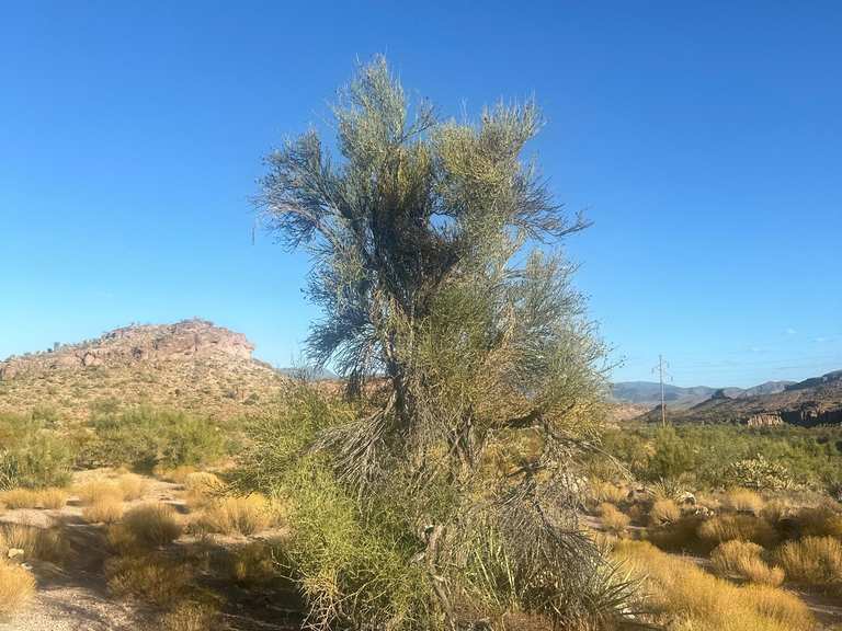 Cerbat Foothills loop — Hualapai Mountains | hike | Komoot