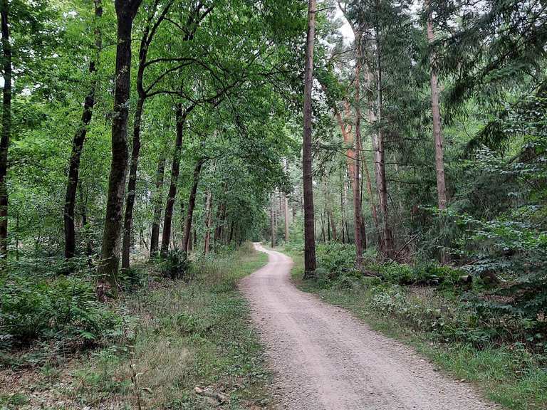 Forestry Amerongen Routes for Walking and Hiking | Komoot