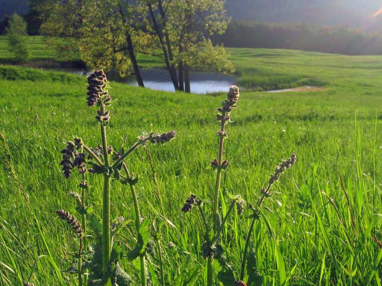 Die Schützengräben und das Brozin-Biotop | Mountainbike-Tour | Komoot