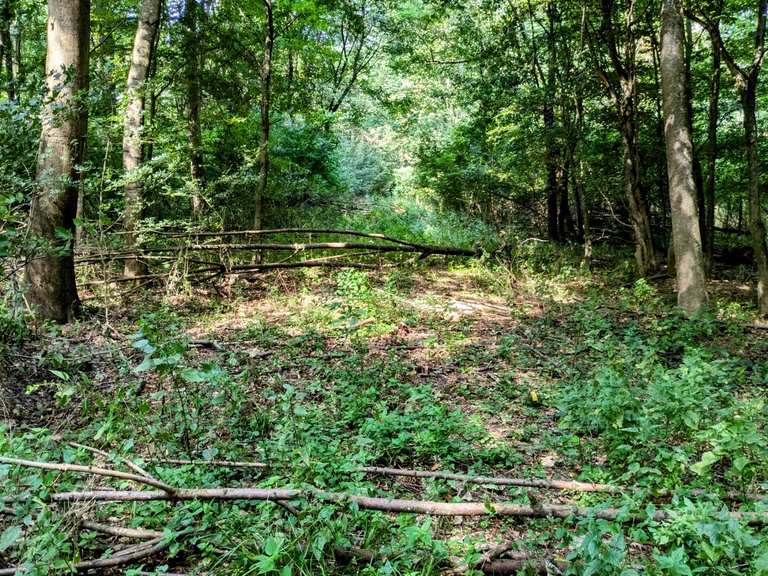 Waldweg Frankenau Klostermarienberg : Radtouren und Radwege | komoot