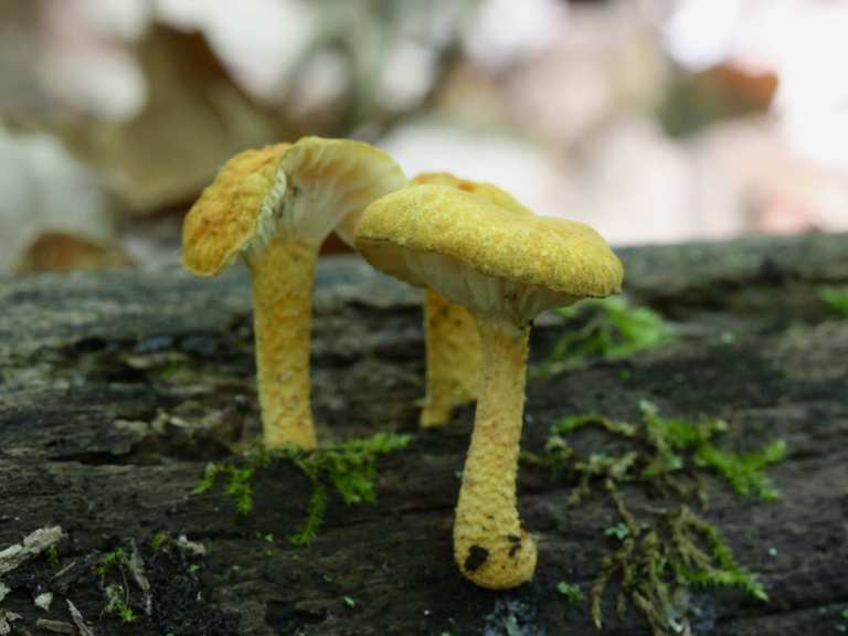 Shuman Point Natural Area - Itinéraires vélo et carte | Komoot