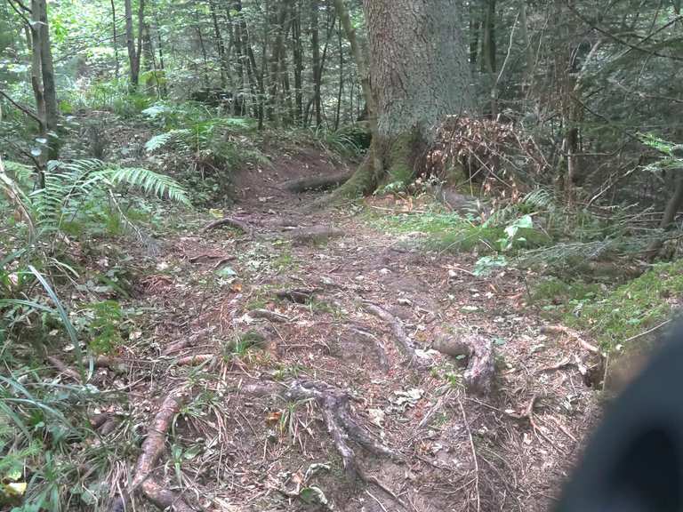 Heselwanger Wurzel Trail: Mountainbike-Touren | komoot