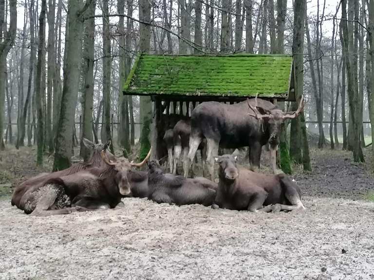 Moose Enclosure – Hikes & How to Get There | Komoot