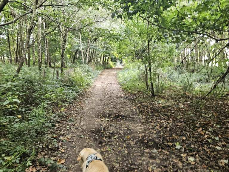 Windmill Trail Tree-Lined Path – Halnaker Windmill loop from Boxgrove ...