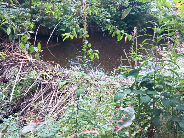 Bever dam - Bever dam wandelroutes en hikes | Komoot