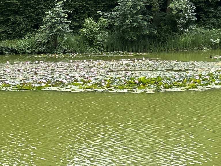 Étang avec des nénuphars - Itinéraires vélo et carte | Komoot