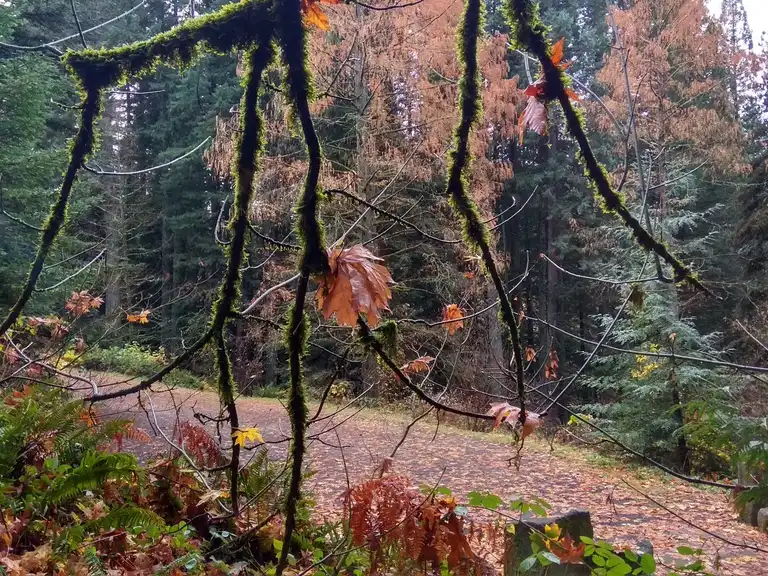 Hoyt Arboretum - Routes and Map | Komoot