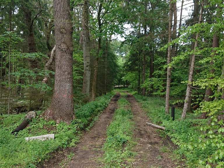 Forest passage - Mountain Bike Trails & Tracks | Komoot