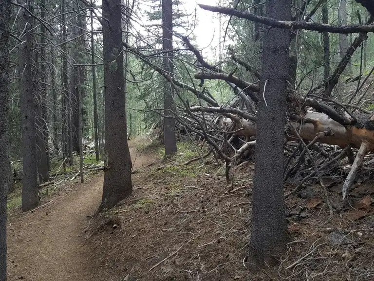 Sagehen Creek Pfad - Nevada County, Kalifornien | Lauf-Highlight | Komoot