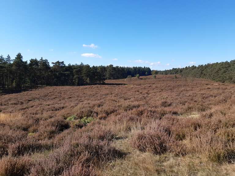 Heideveld in de Veluwe – Uitzicht op de heide in de Veluwe rondtocht ...