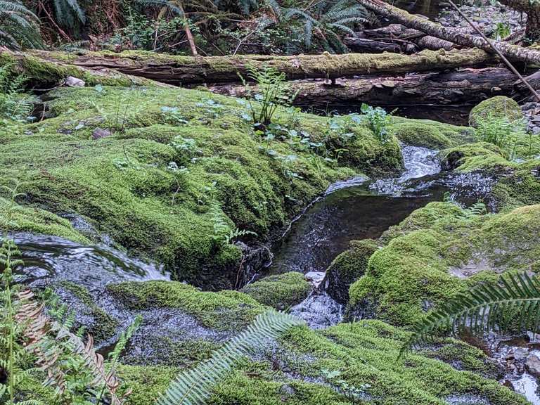 Roche Cove Regional Park loop | randonnée pédestre | Komoot