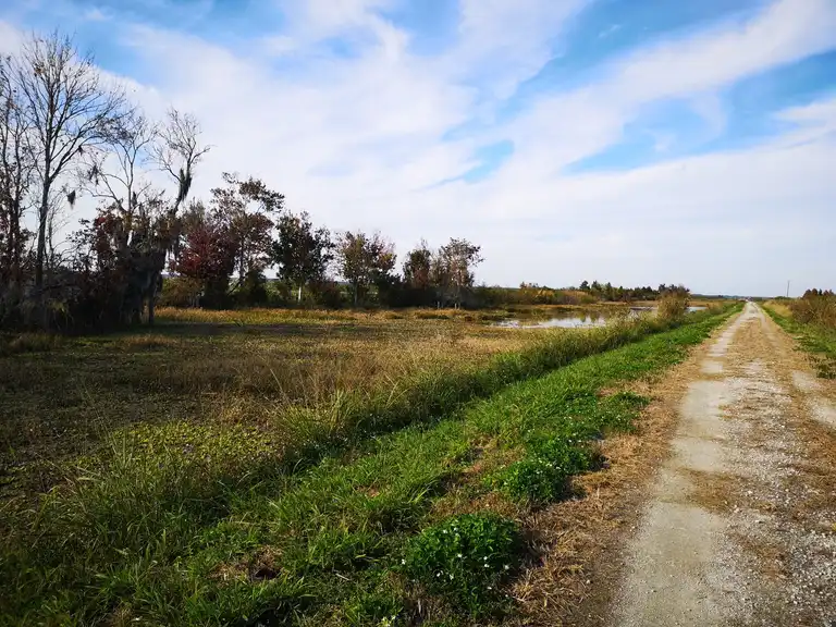 Clay Island Loop Tour & Lake Apopka Loop Tour - Contea di Lake | giro ...