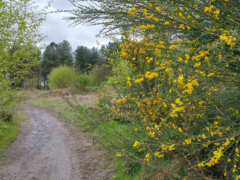 Annesley Castle Motte and Bailey Site Routes for Walking and Hiking ...