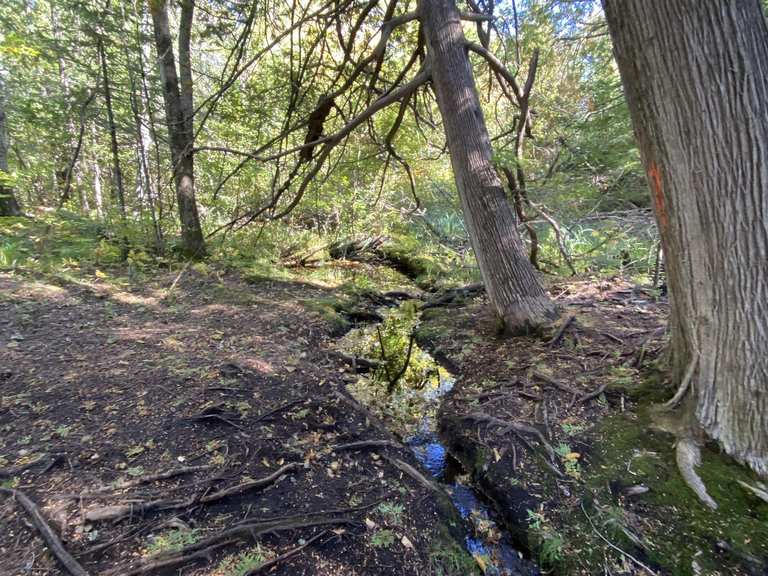 Hunt Lake Trail – Whiteshell Provincial Park | Wanderung | Komoot