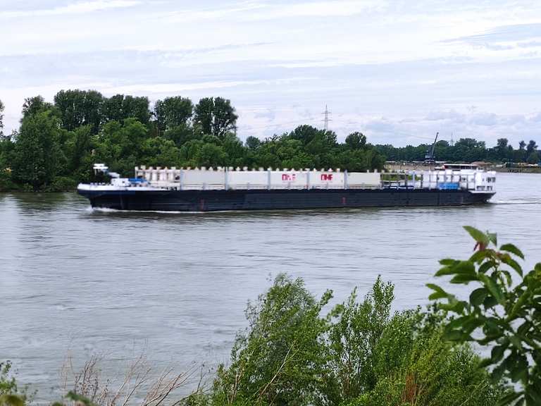 Einmal am Rhein: Wanderungen und Rundwege | komoot